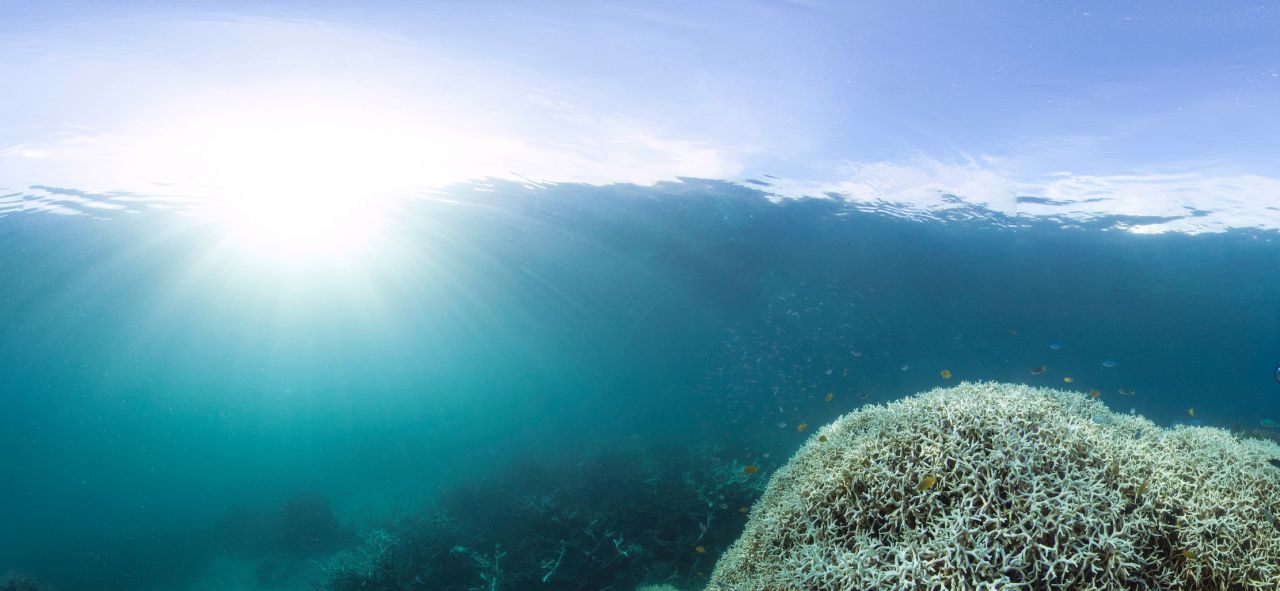 Heating up: How rises in global temperature could damage the Reef ...