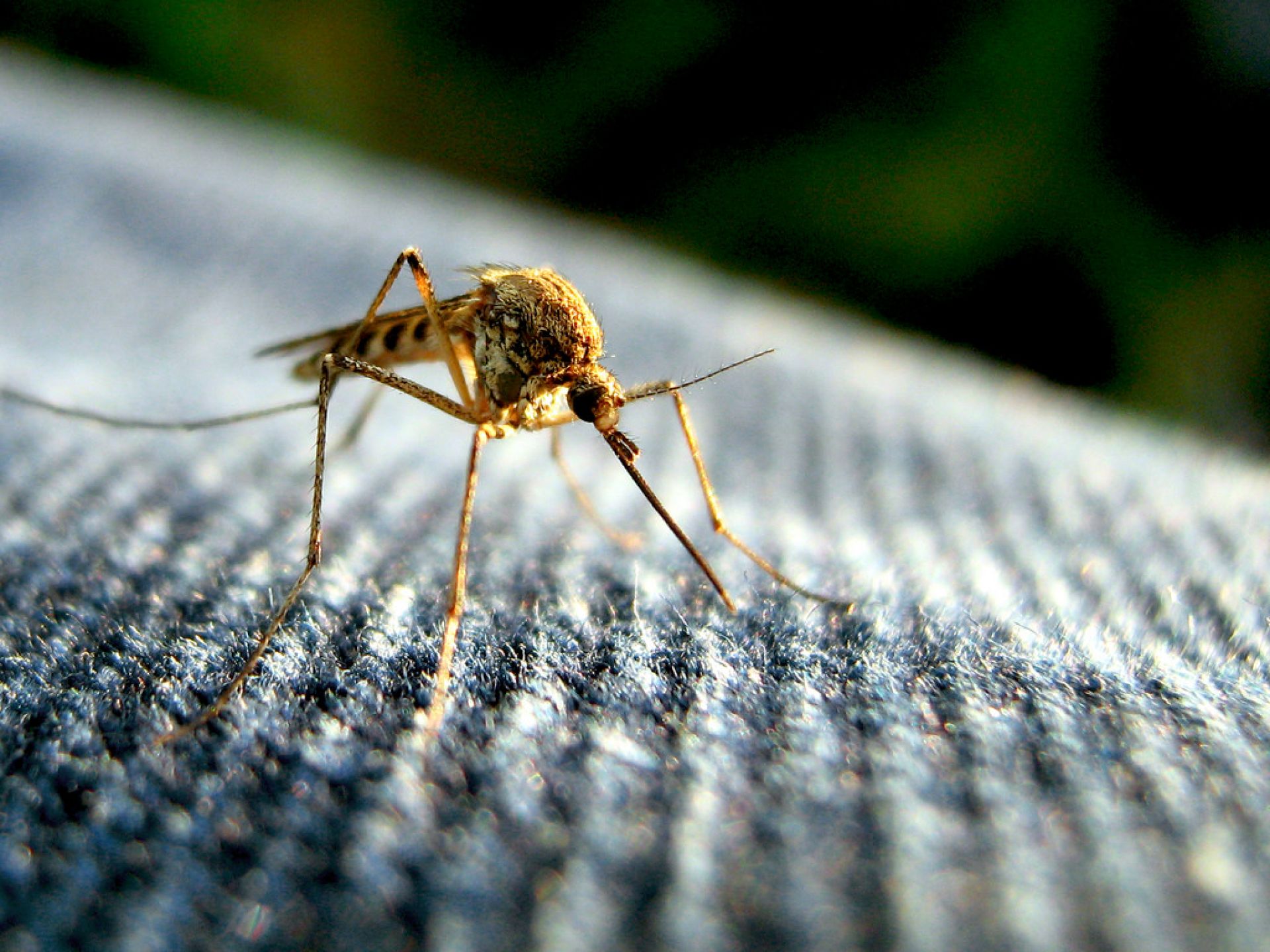 Using bacteria to control mosquitoes | Pursuit by the University of ...