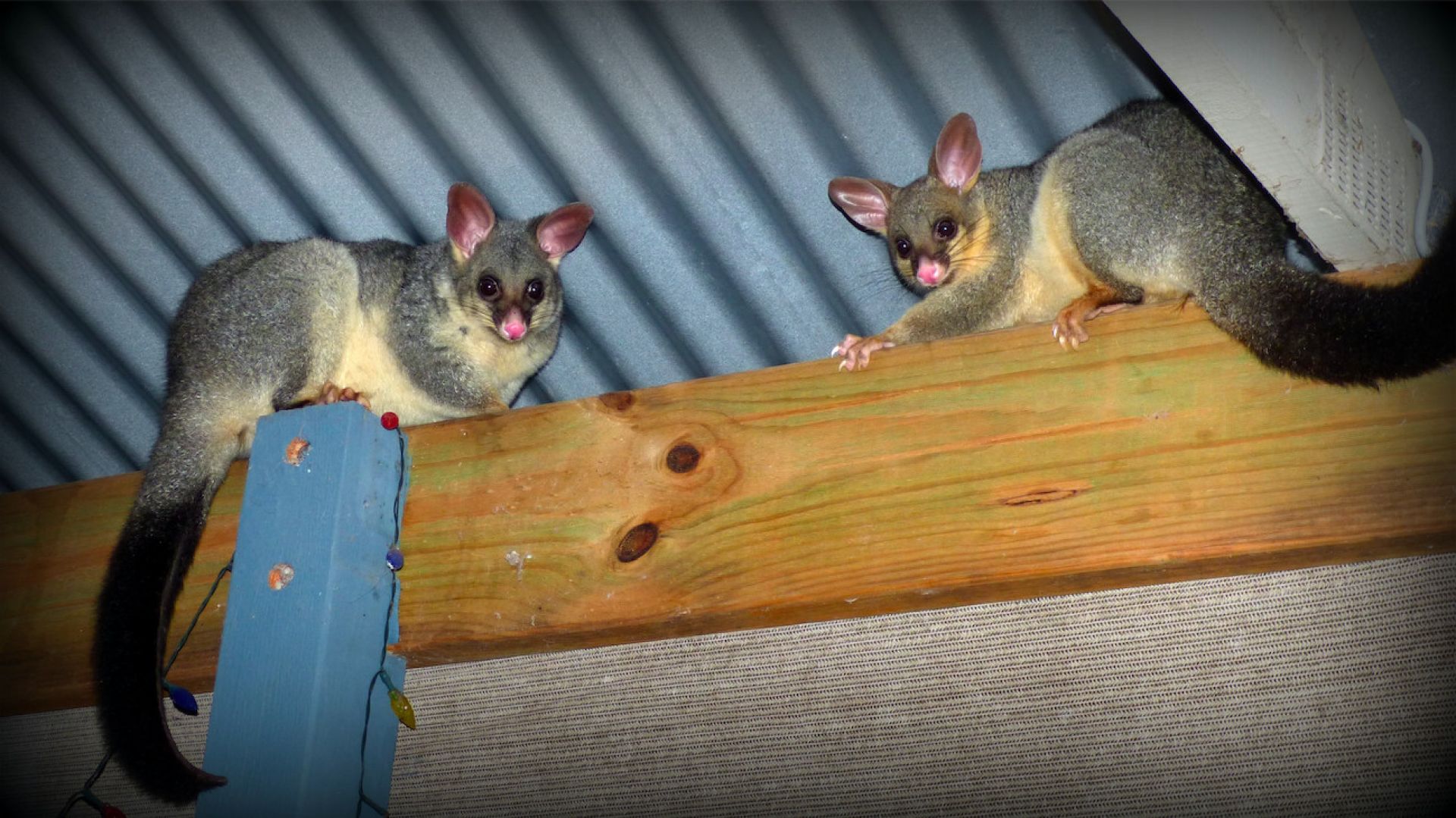 The science that stops possums eating your garden | Pursuit by the ...