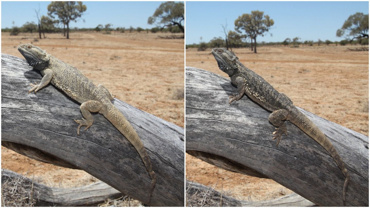 Lizards keep it local when it comes to colour change | Pursuit by the ...