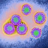 All young people should get the HPV vaccine – girls and boys | Pursuit ...