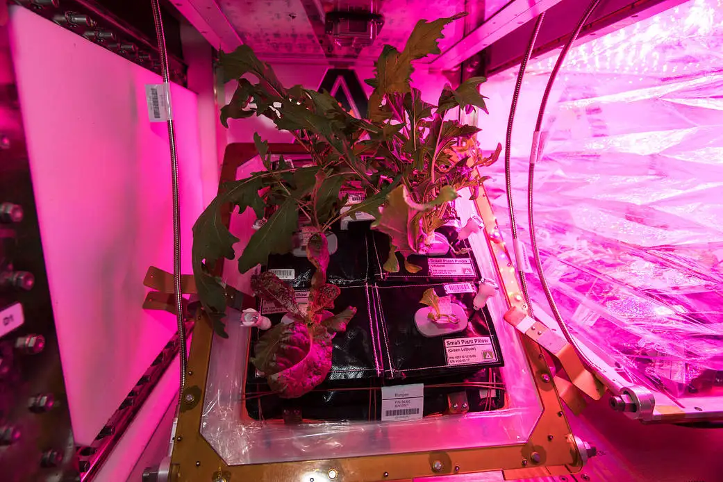 Australian scientists are helping to grow plants in space for NASA ...