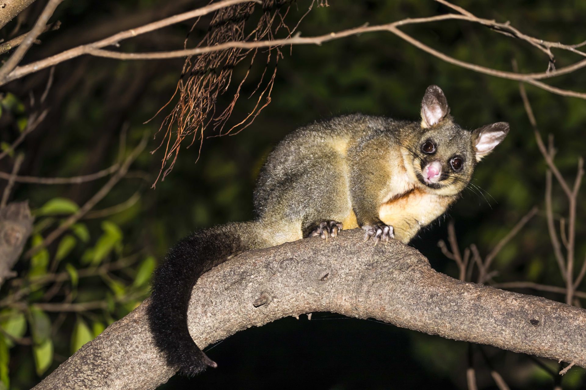 The science that stops possums eating your garden | Pursuit by the ...