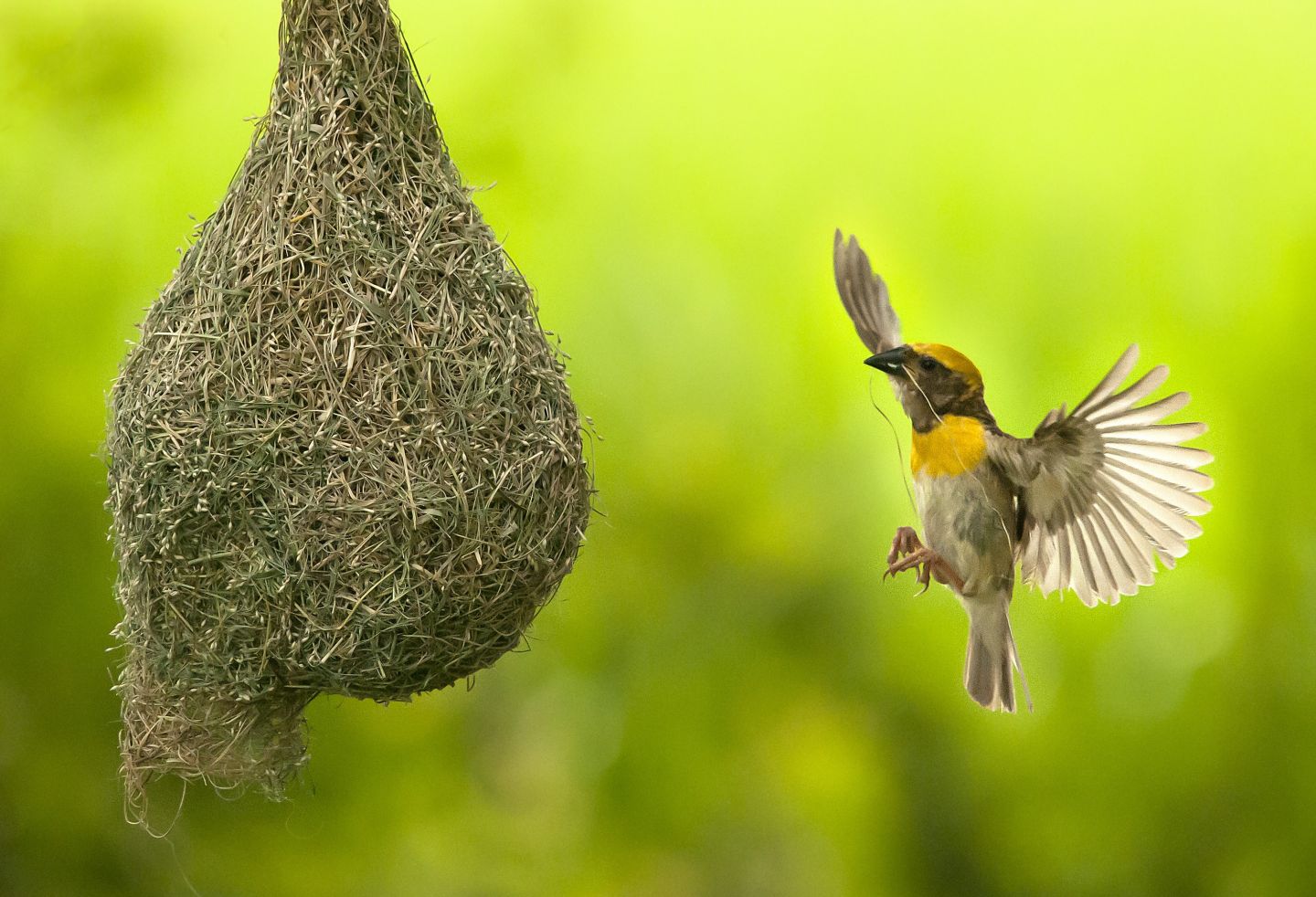 Birds are the ultimate architects, designing their nests for every ...