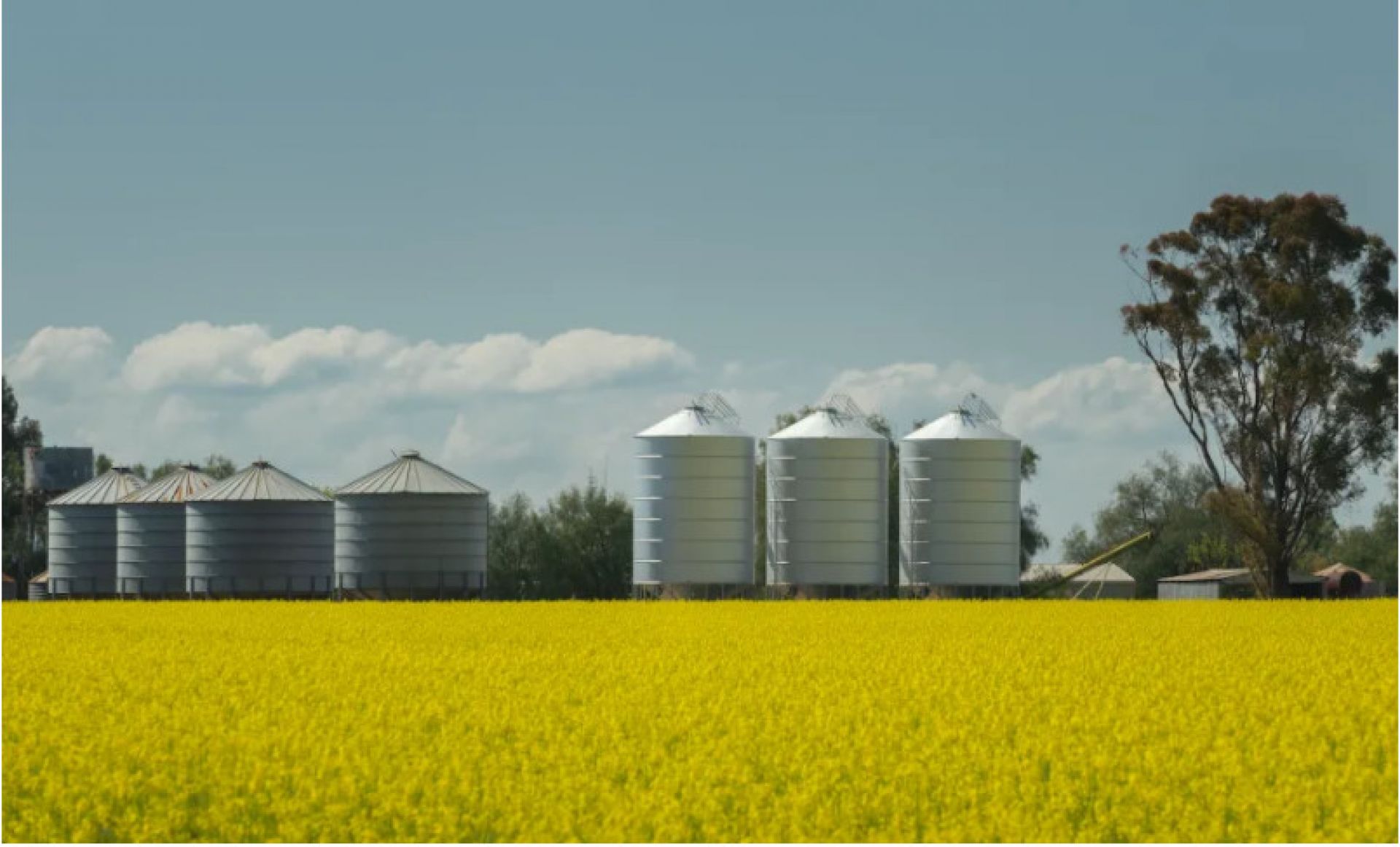 How plants tell time | Pursuit by the University of Melbourne