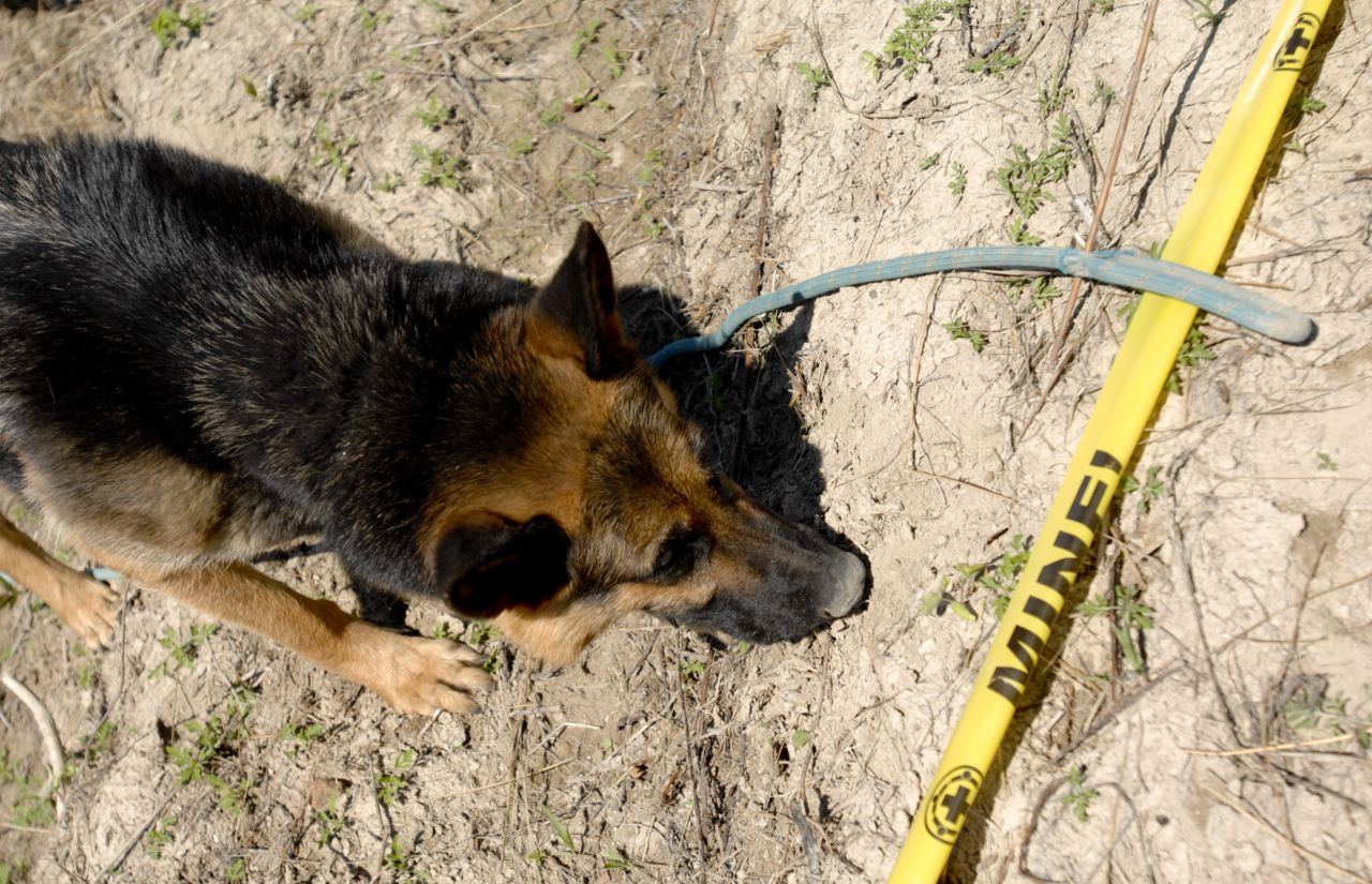 Protecting Cambodia’s landmine detection dogs | Pursuit by the ...