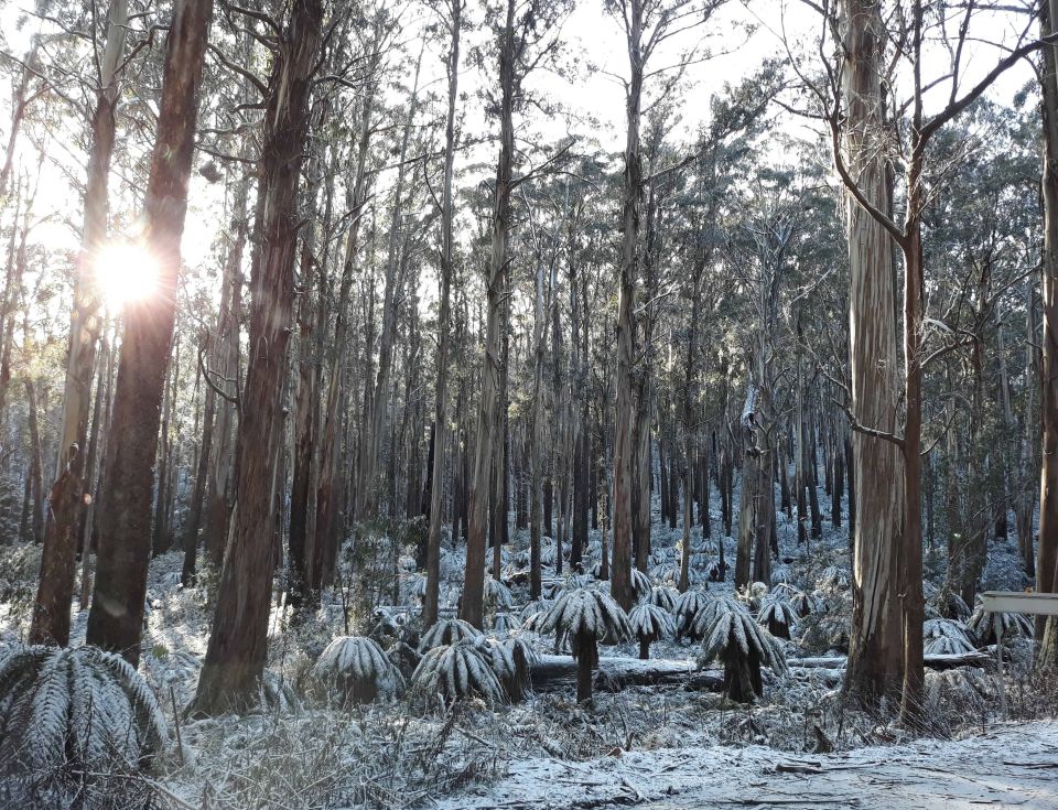 Saving the giants of the Australian forest | Pursuit by the University ...