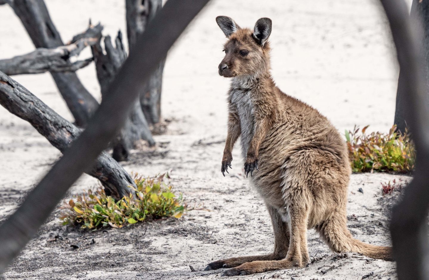 The burning of Australia’s nature | Pursuit by the University of Melbourne