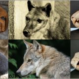 The shared evolution of the Tasmanian tiger and the wolf | Pursuit by ...