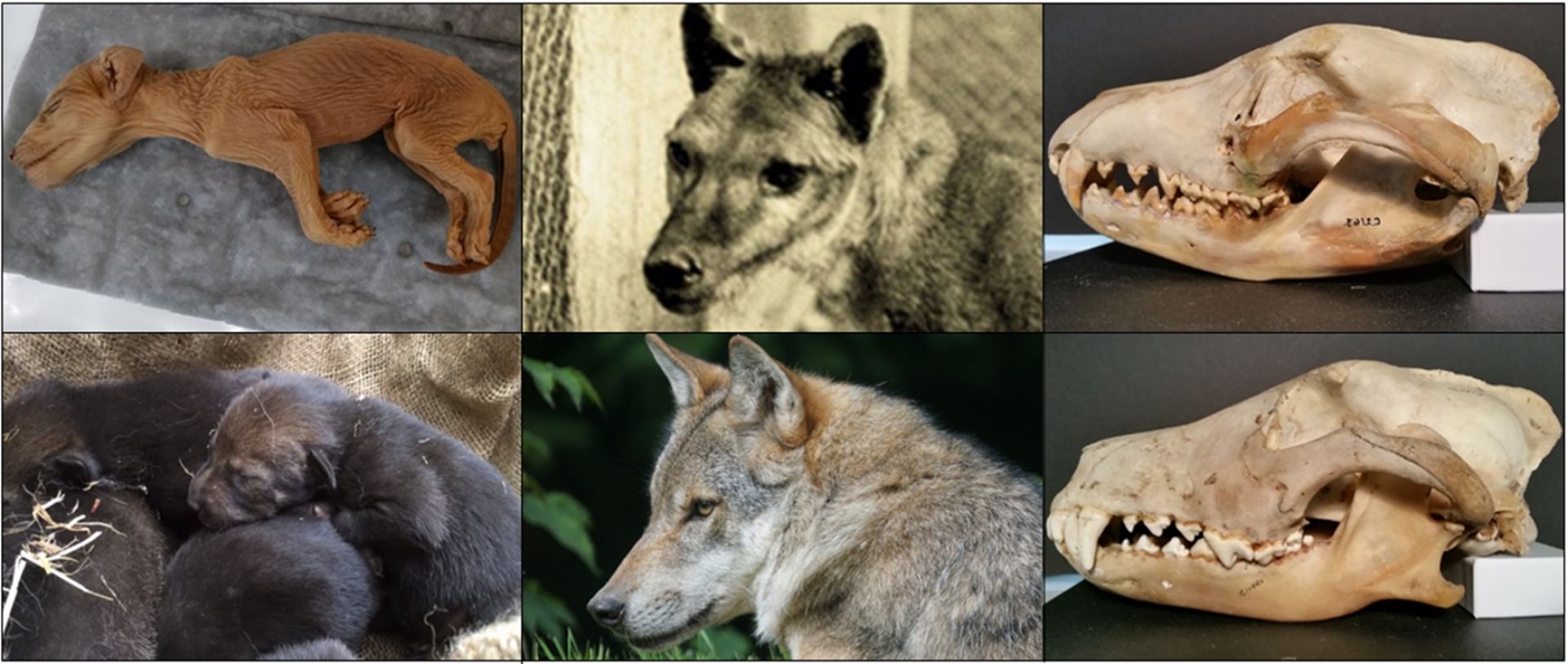 The shared evolution of the Tasmanian tiger and the wolf | Pursuit by ...