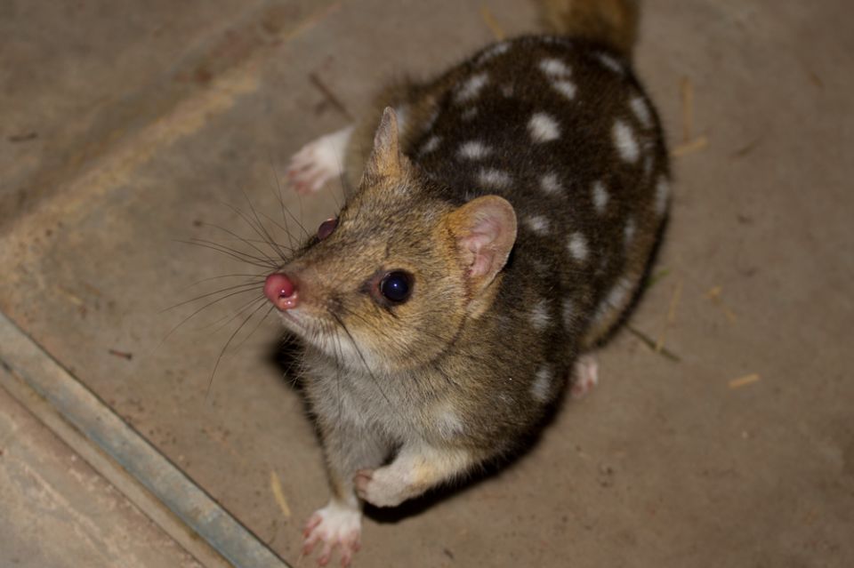 Move it or lose it: Exploiting genetic diversity to fight extinction ...