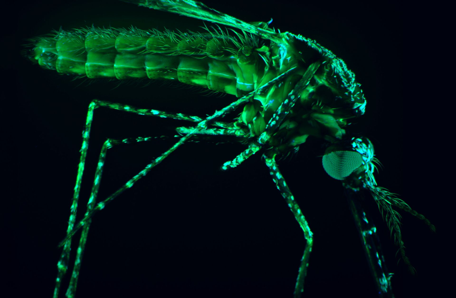 Blood for science: Putting the bite on mosquito viruses | Pursuit by ...