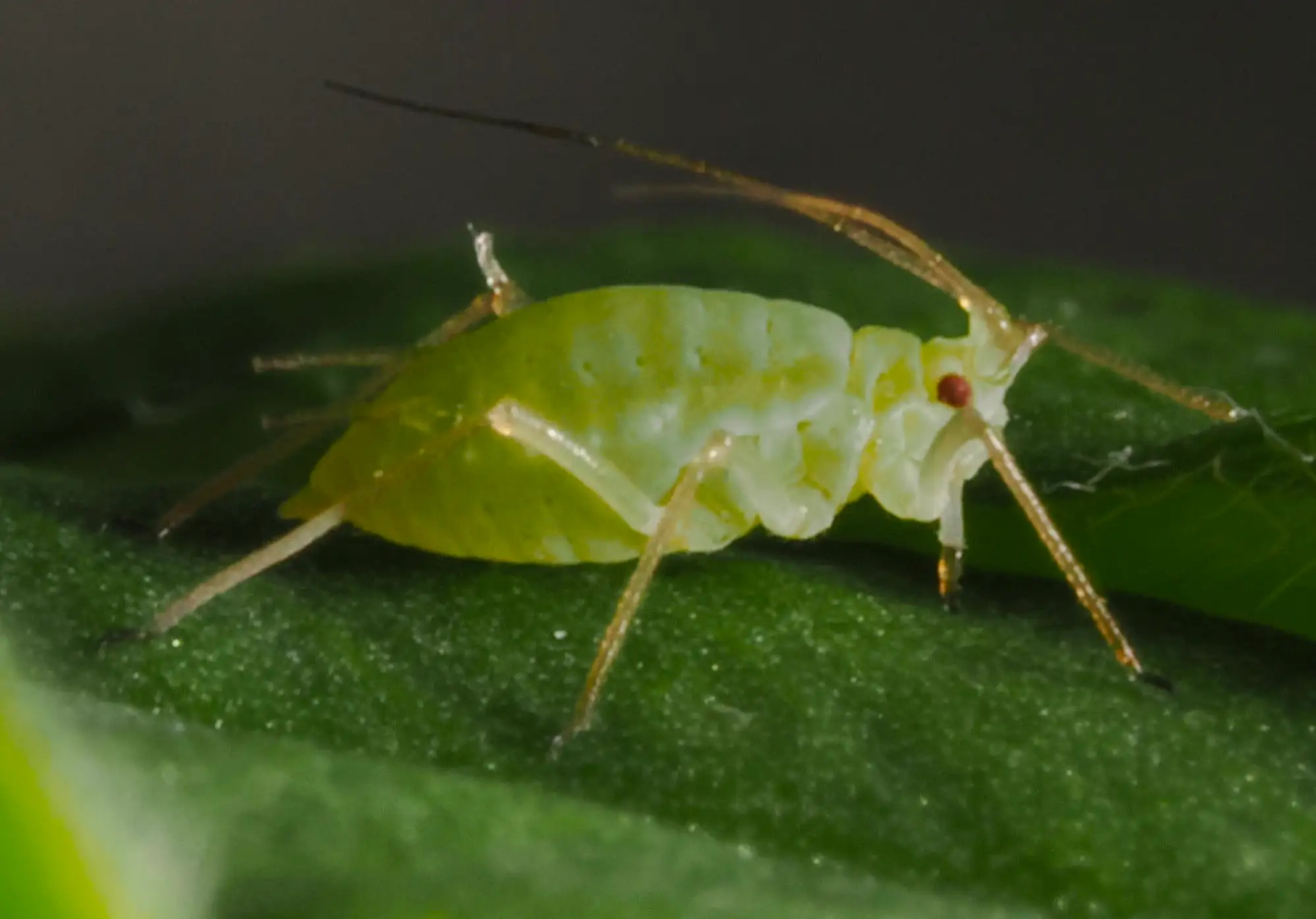 Research has found genes behind the insecticide-resistant aphids ...
