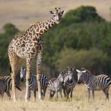 Why giraffes have spots | Pursuit by the University of Melbourne