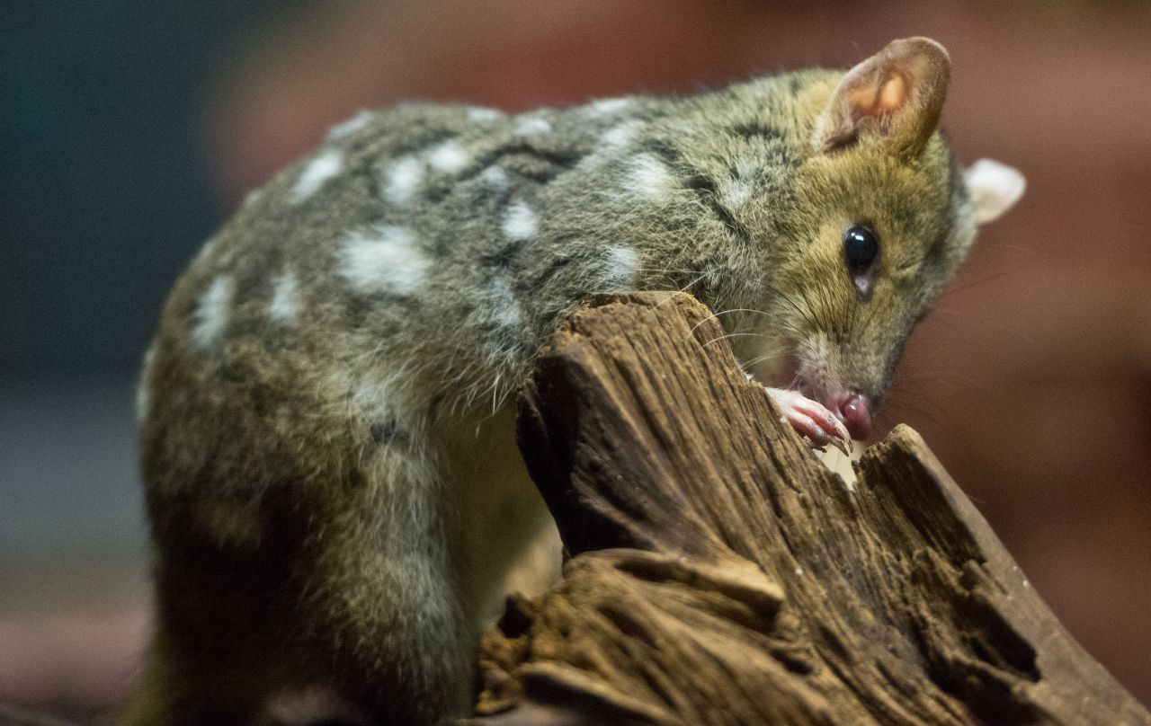 Sequenced quoll genome a new tool for conservation | Pursuit by the ...