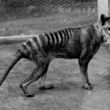 The shared evolution of the Tasmanian tiger and the wolf | Pursuit by ...