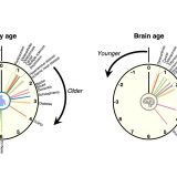 How old are your internal organs? | Pursuit by the University of Melbourne