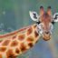 Why giraffes have spots | Pursuit by the University of Melbourne