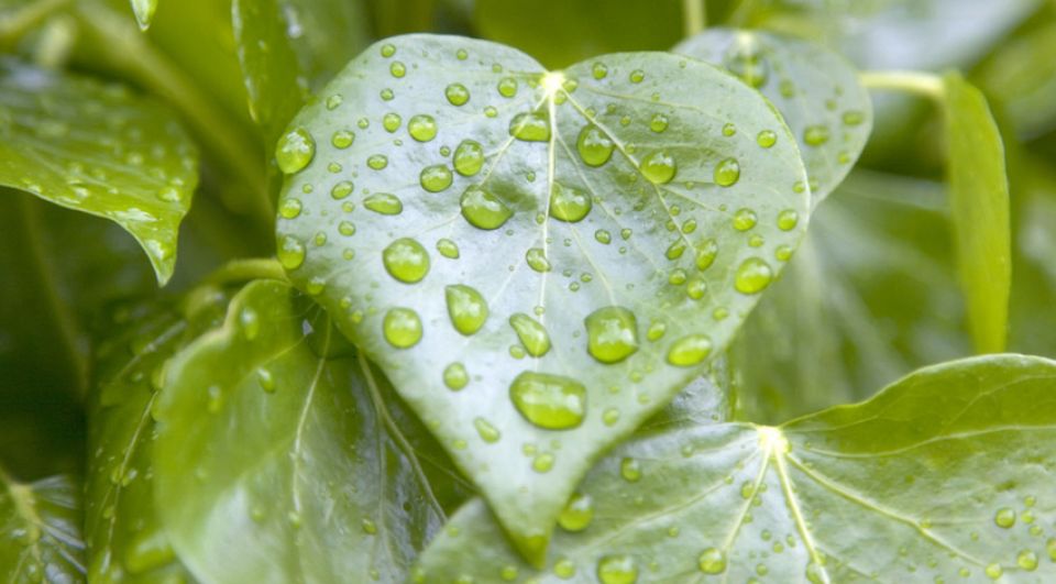 Plants have feelings too | Pursuit by the University of Melbourne