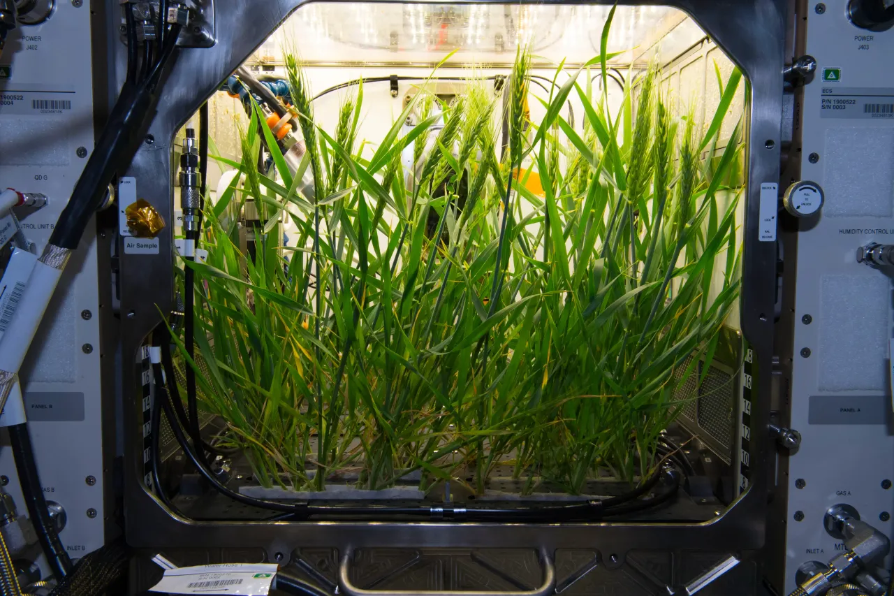 Australian scientists are helping to grow plants in space for NASA ...