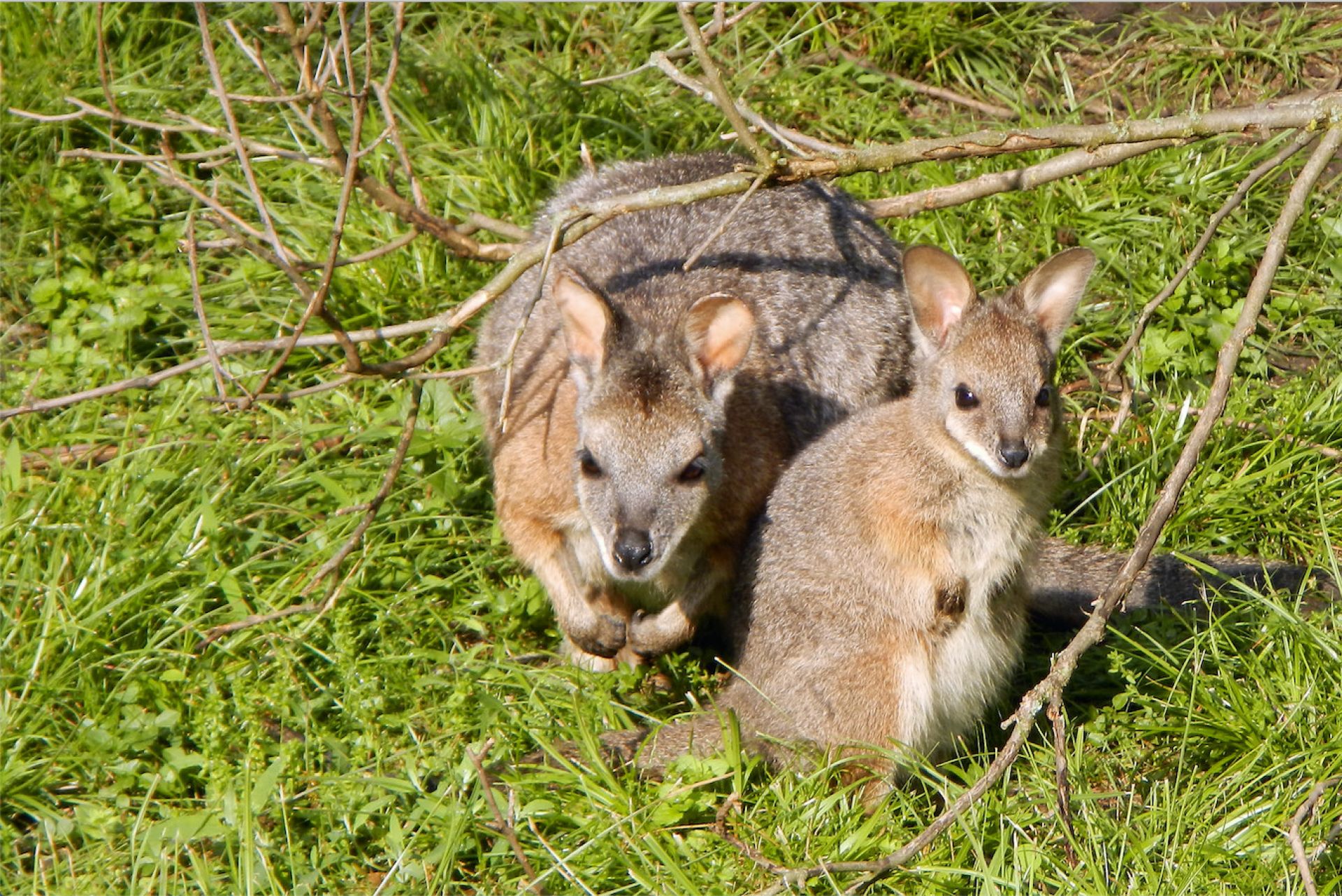 Herbicide impacts marsupial reproduction and development | Pursuit by ...