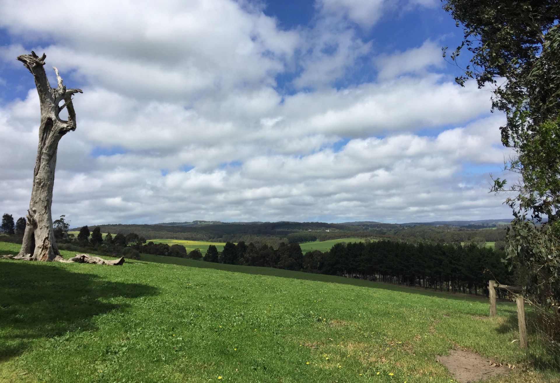 Planting timber forests on Australian farms | Pursuit by the University ...