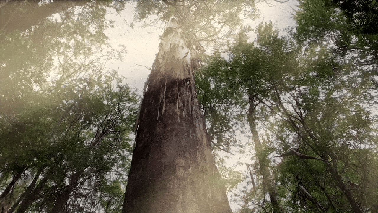 Saving the giants of the Australian forest | Pursuit by the University ...