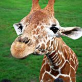 Why giraffes have spots | Pursuit by the University of Melbourne