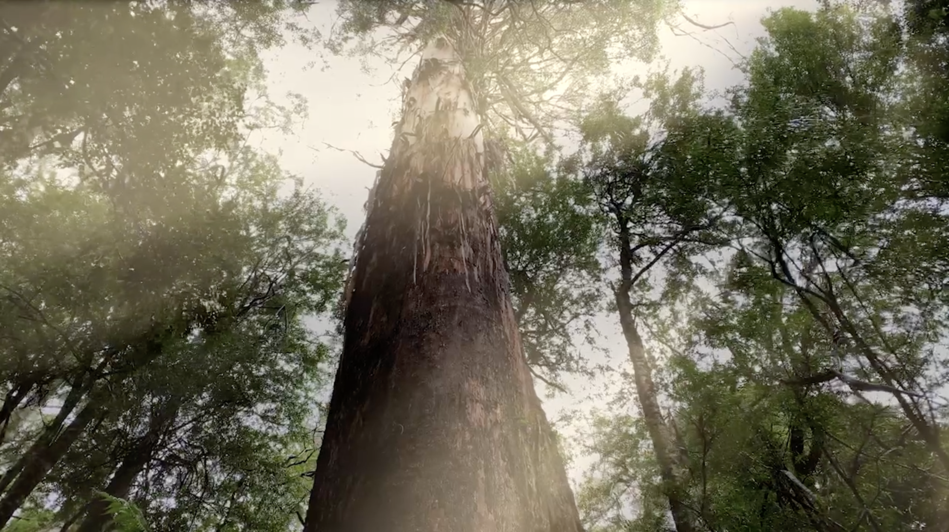 Saving the giants of the Australian forest | Pursuit by the University ...
