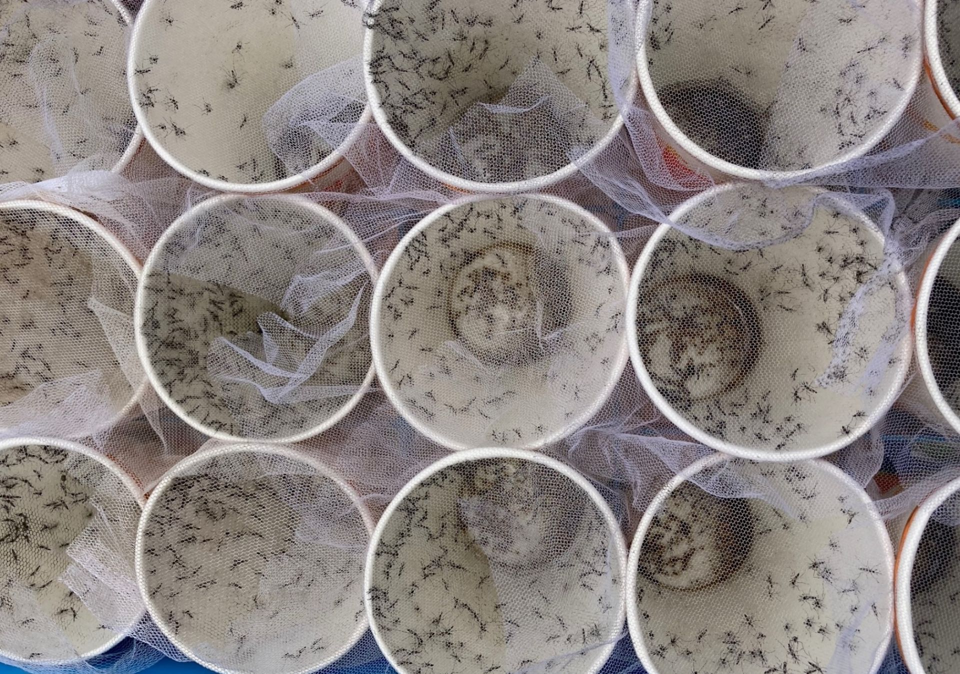 Scientists and government agencies are targeting mosquitoes with ...