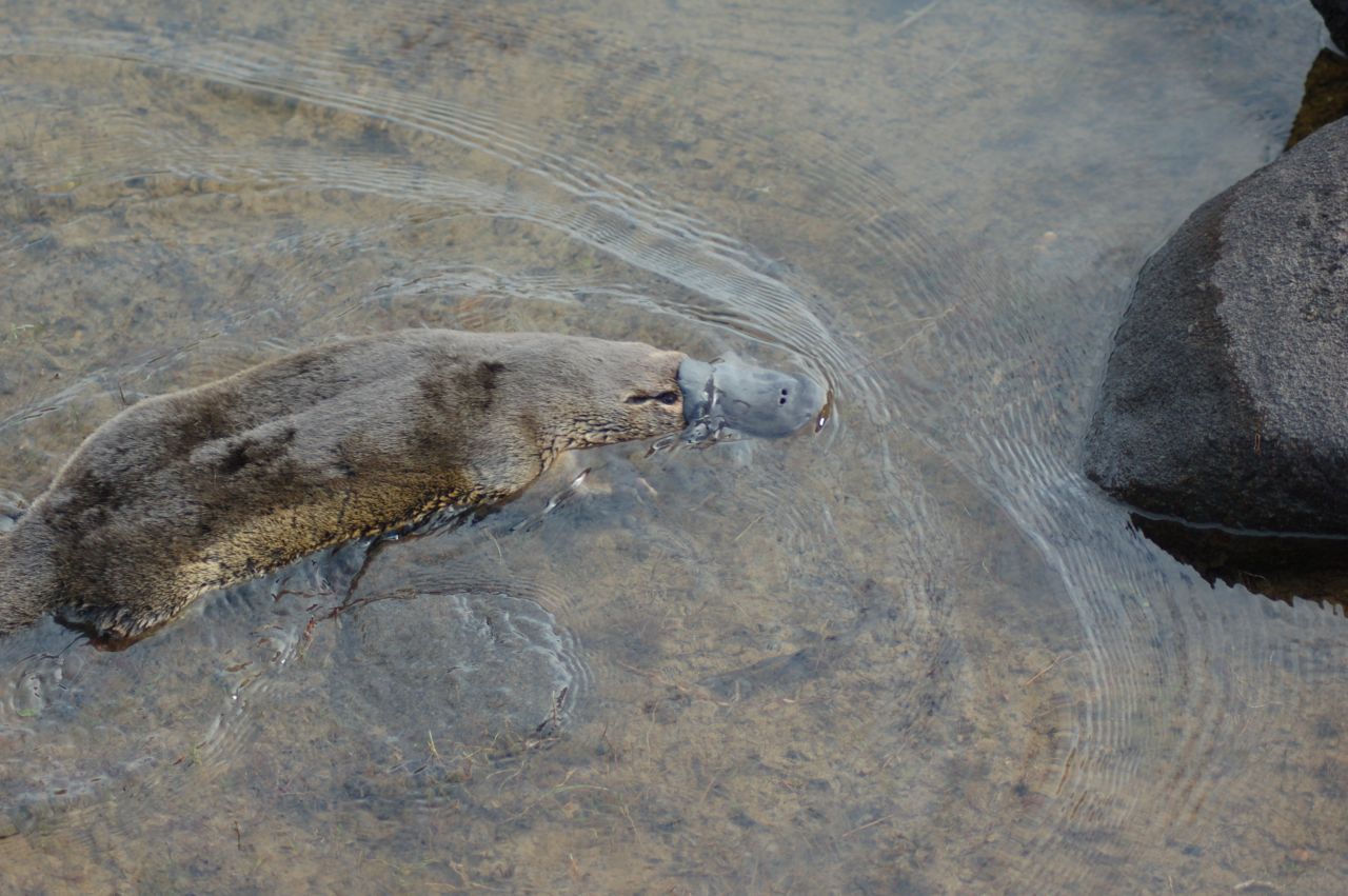 On the DNA trail of the platypus | Pursuit by the University of Melbourne