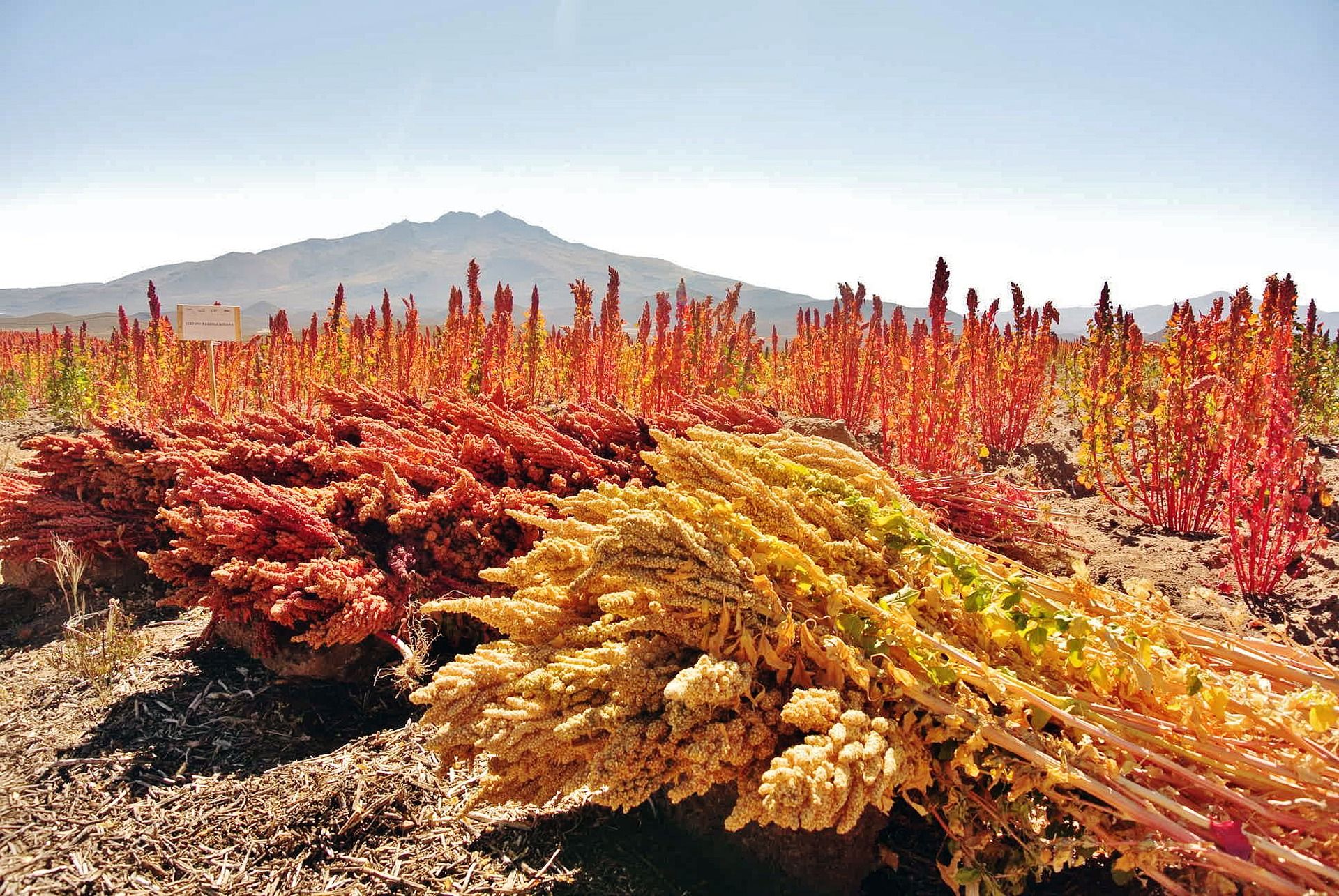 Food to fight hidden hunger | Pursuit by the University of Melbourne