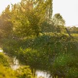 Q&A: Victoria’s monster mosquito explosion | Pursuit by the University ...