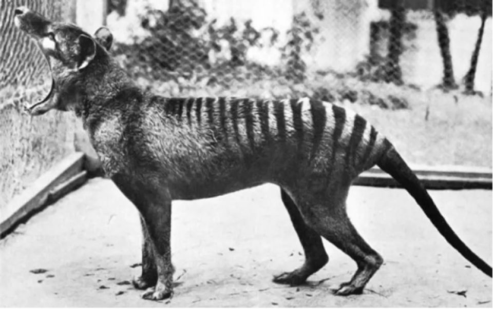 The shared evolution of the Tasmanian tiger and the wolf | Pursuit by ...