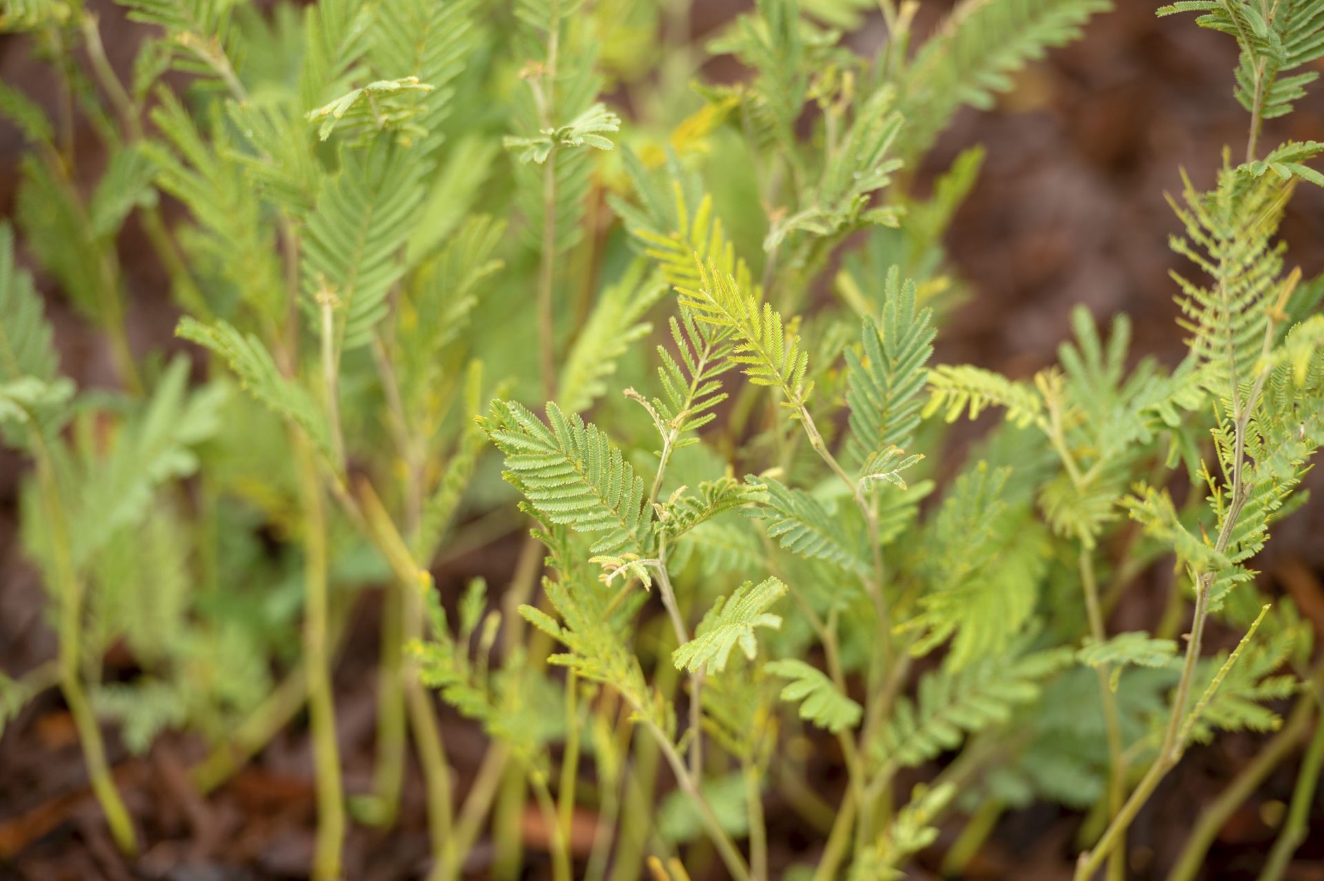 Plants tell stories of cultural connection | Pursuit by the University ...