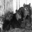 Extinct Tasmanian tiger now back in 3D | Pursuit by the University of ...
