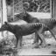 Secrets from beyond extinction: The Tasmanian tiger | Pursuit by the ...