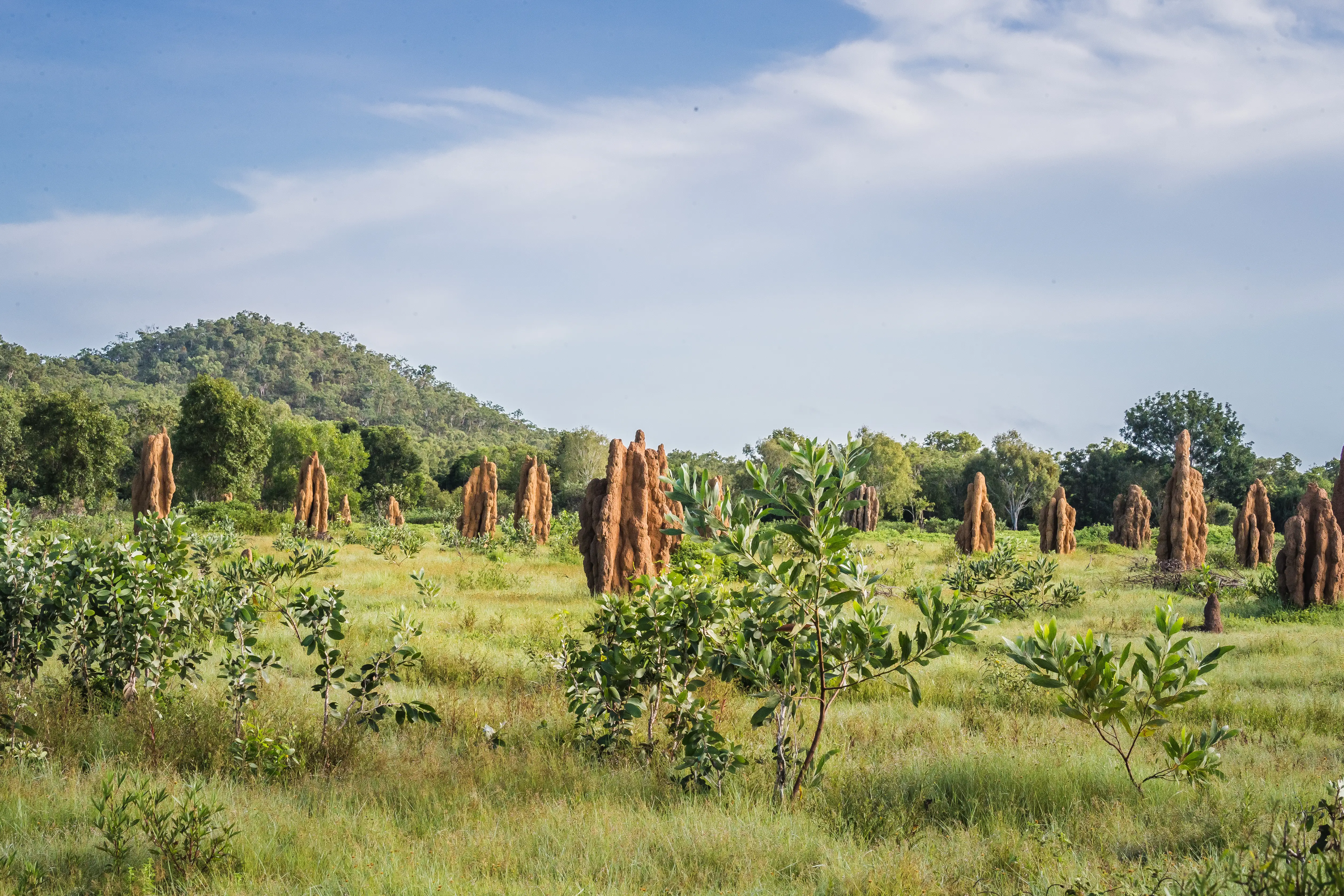 Australia’s vast savannas are changing, and AI is showing us how ...