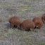 Delving into the DNA of our iconic platypus and echidna | Pursuit by ...