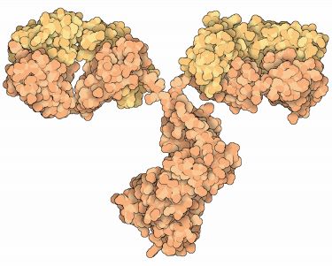 Affinity, avidity, IgM, IgG, serological surveys and ‘antibody ...