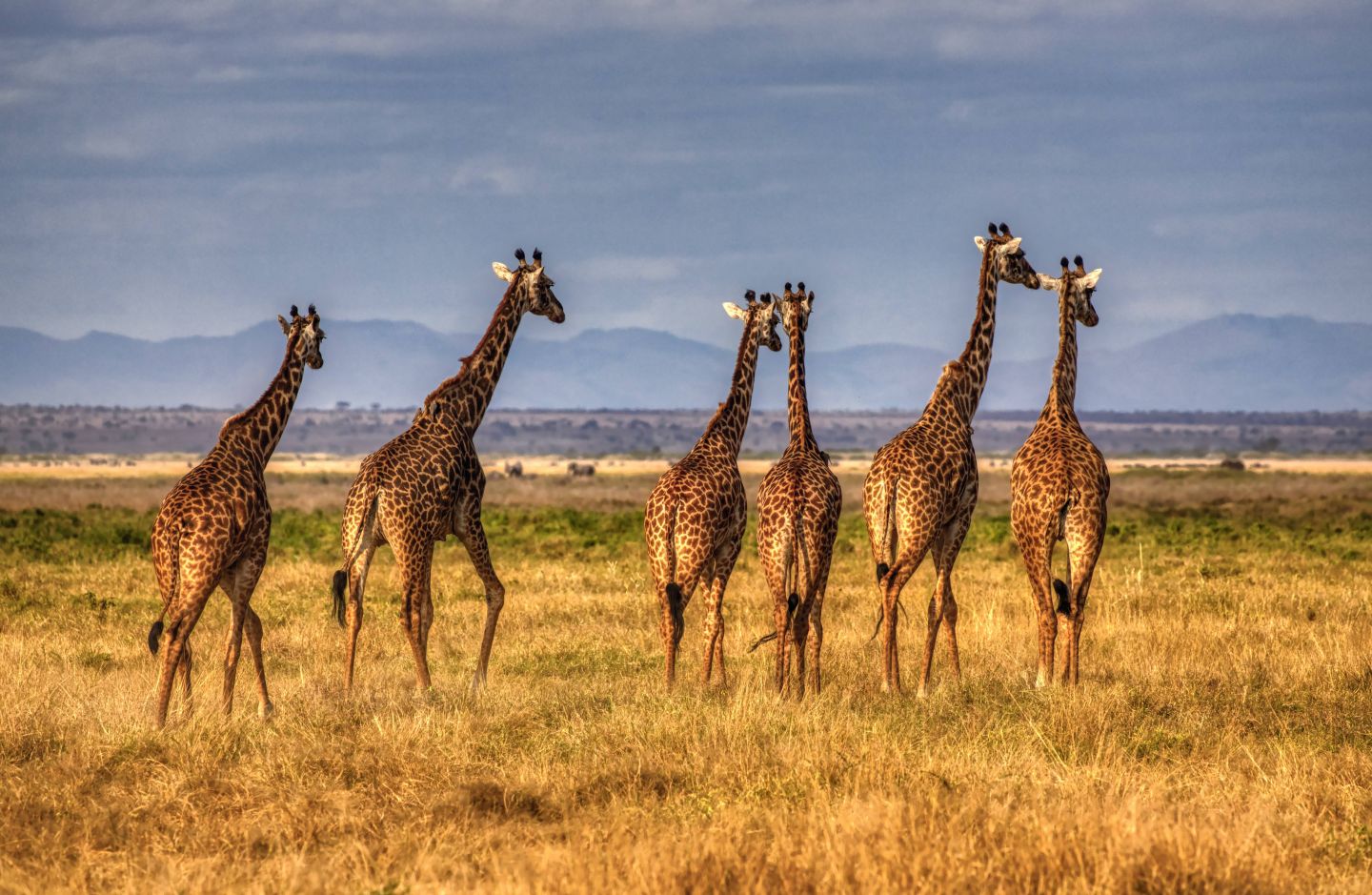 Why giraffes have spots | Pursuit by the University of Melbourne