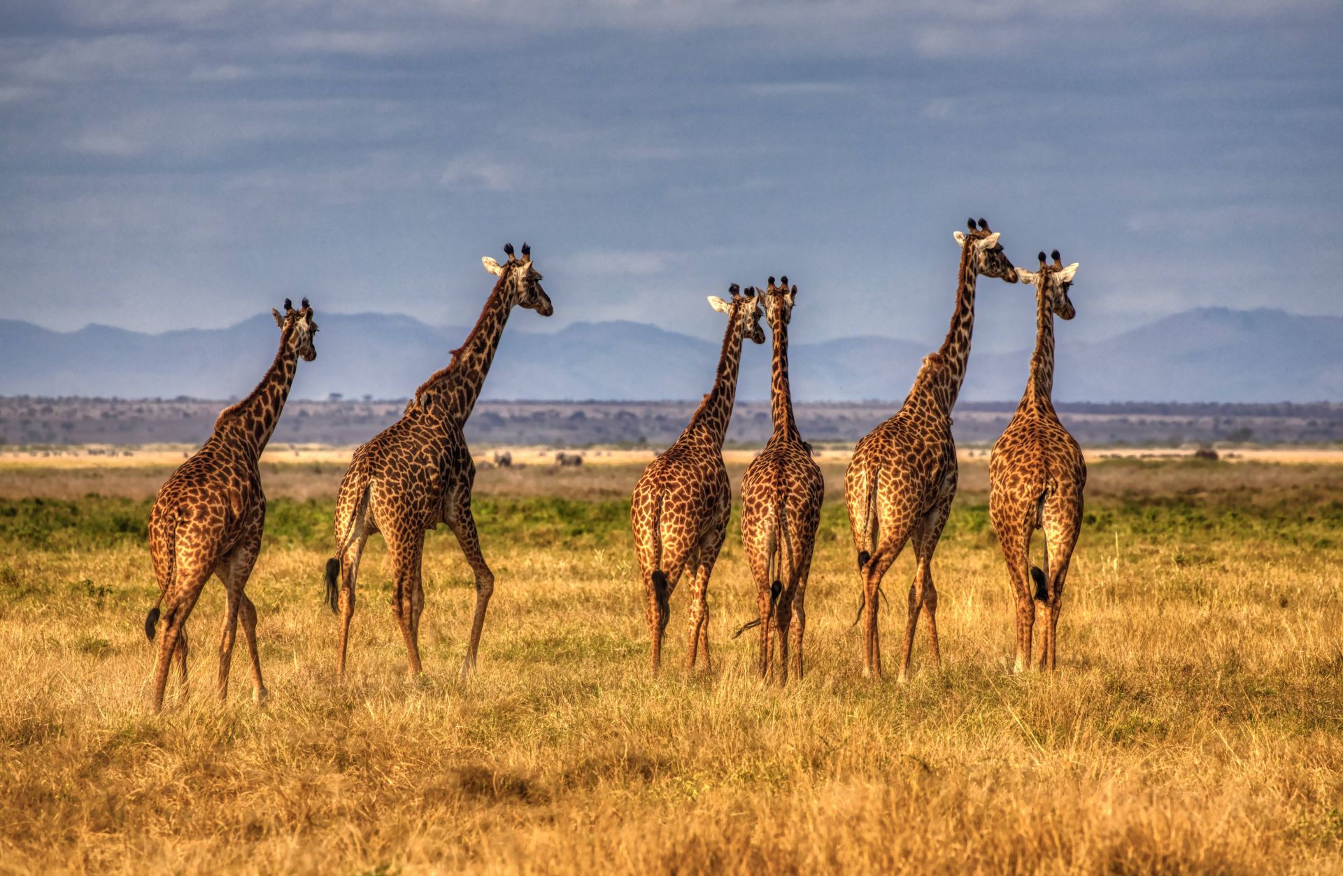 Why giraffes have spots | Pursuit by the University of Melbourne