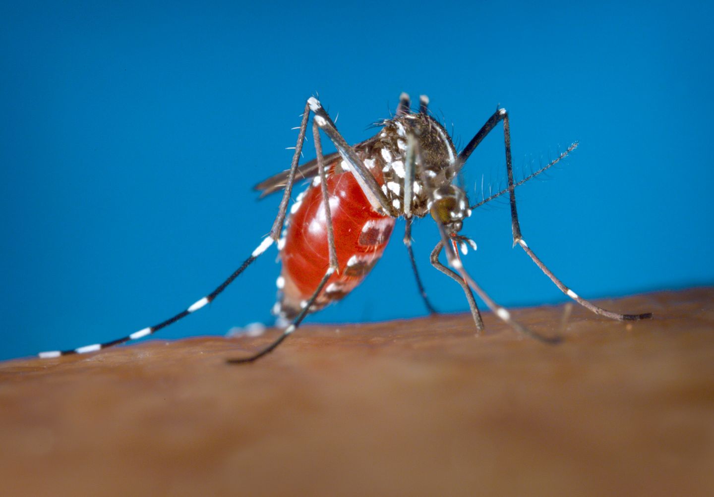 Using bacteria to control mosquitoes | Pursuit by the University of ...