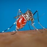 Using bacteria to control mosquitoes | Pursuit by the University of ...