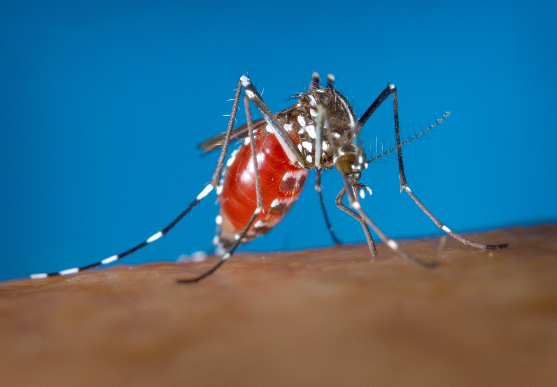 Using bacteria to control mosquitoes | Pursuit by the University of ...