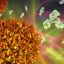 Cannibal immune cells could offer new treatment path : Find an Expert ...