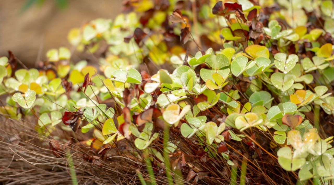 Illuminating Indigenous culture through plants | Pursuit by the ...