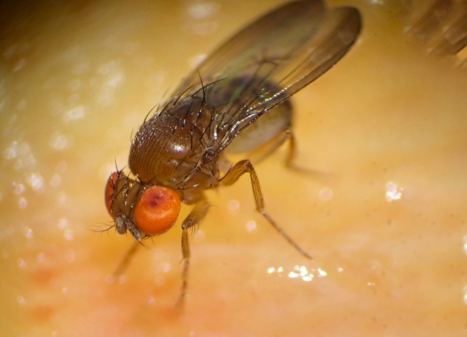 The fly DNA fighting killer bacteria | Pursuit by the University of ...