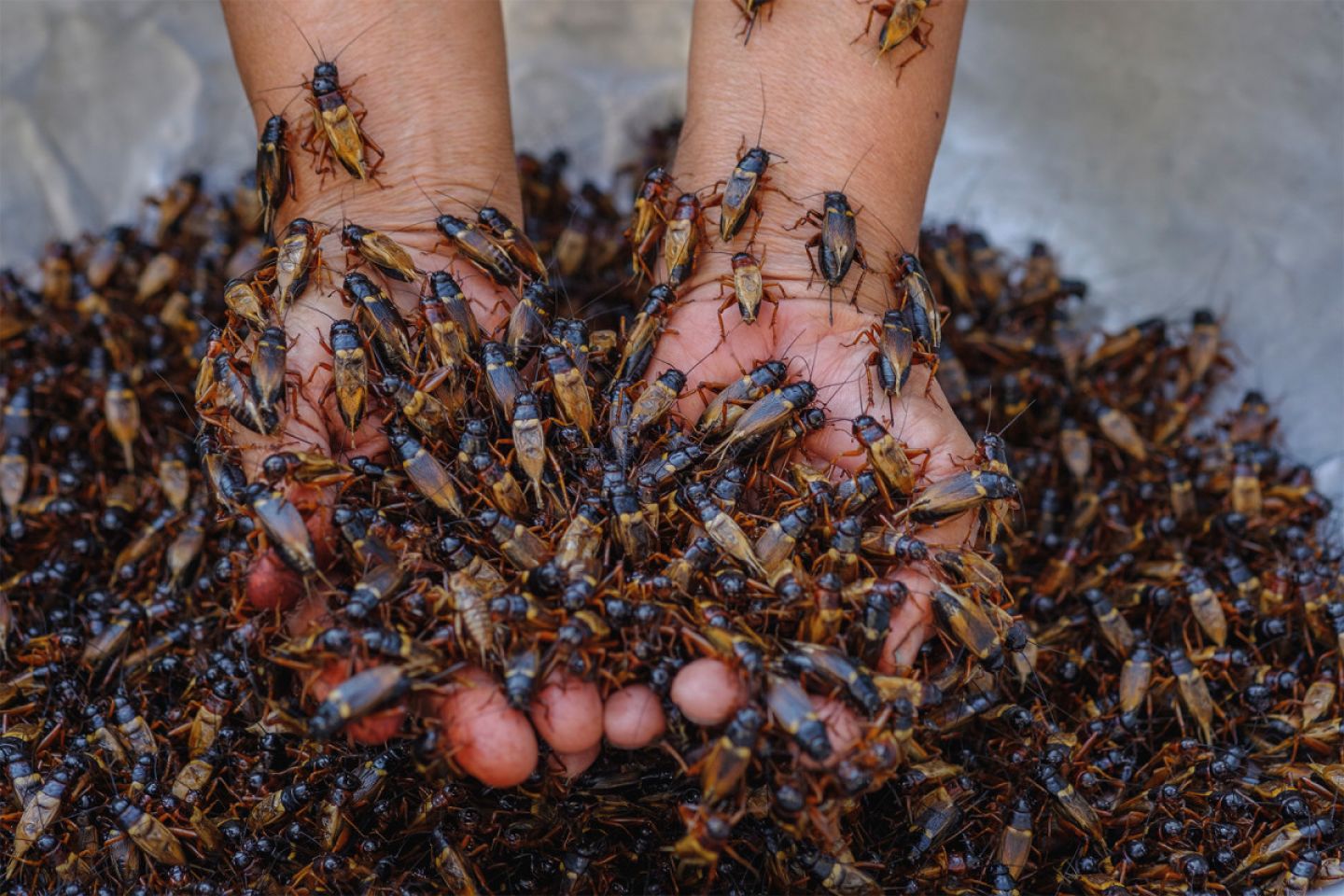 Do you have a chorus of crickets in your backyard? Here’s why | Pursuit ...