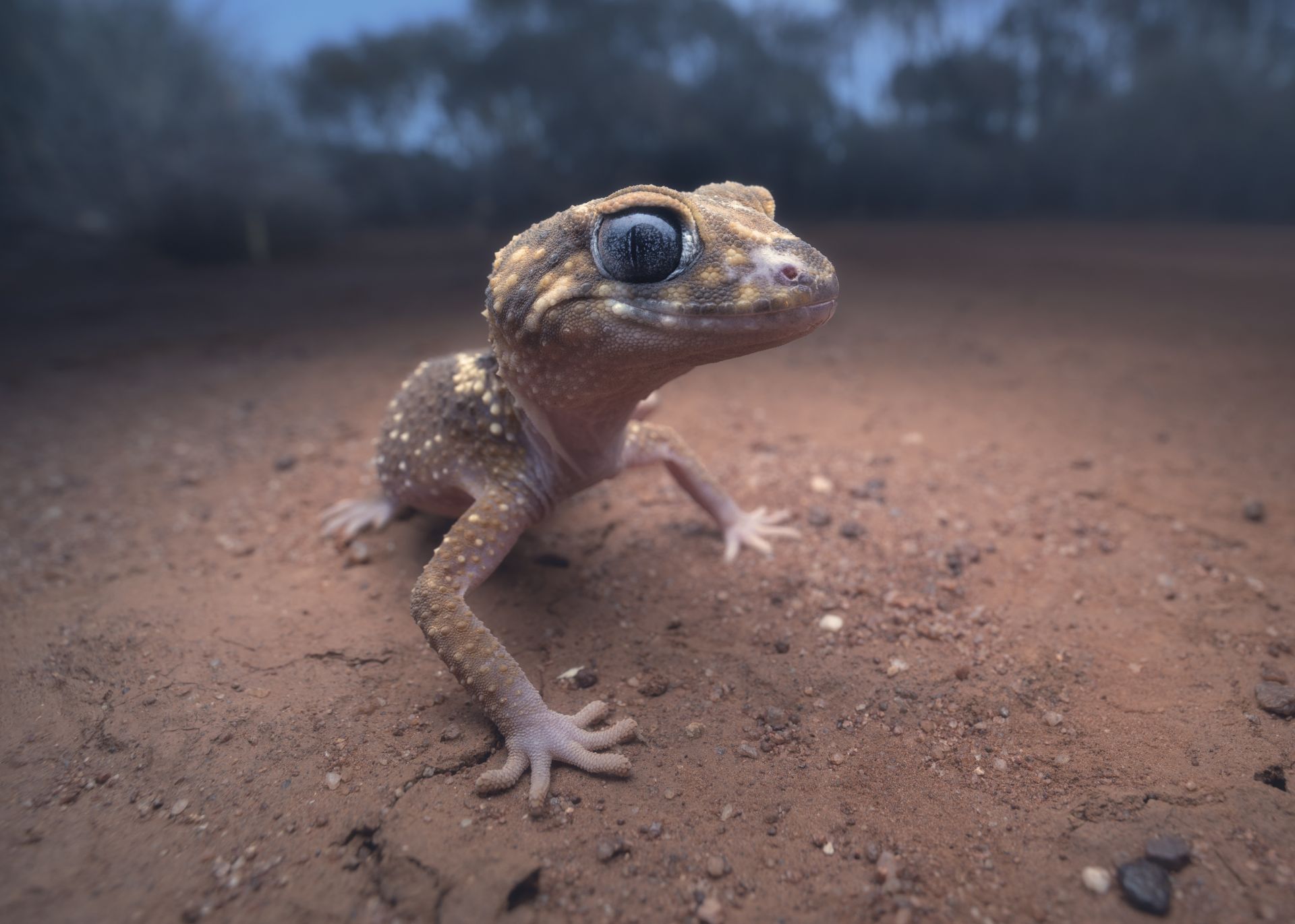 The story in the bones of lizards and frogs | Pursuit by the University ...
